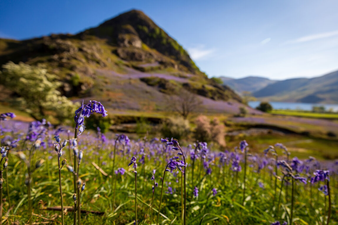 Best Places to See Bluebells in the Lake District | Skelwith